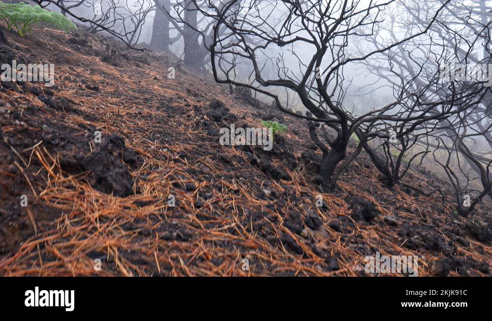 Forest after fire. Dead burnt trees after severe fire. Nature disaster ...