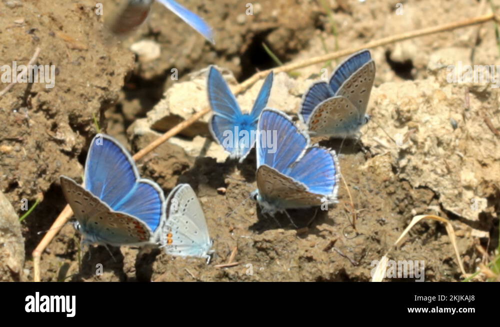 Wings flutter Stock Videos & Footage - HD and 4K Video Clips - Alamy