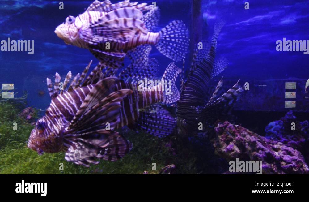 Freshwater underwater scene freshwater fish Stock Videos & Footage - HD ...