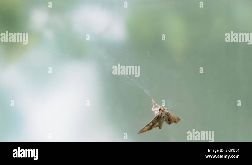 Butterfly insect eight moth Stock Videos & Footage - HD and 4K Video ...