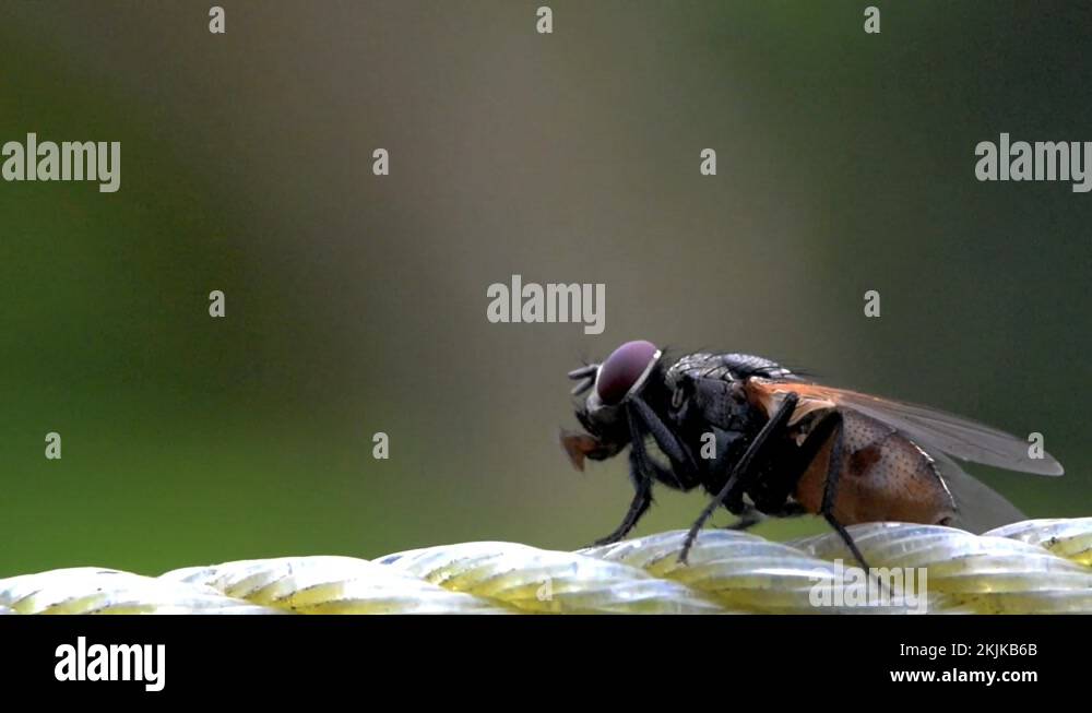 Saliva Stock Videos & Footage - HD and 4K Video Clips - Alamy