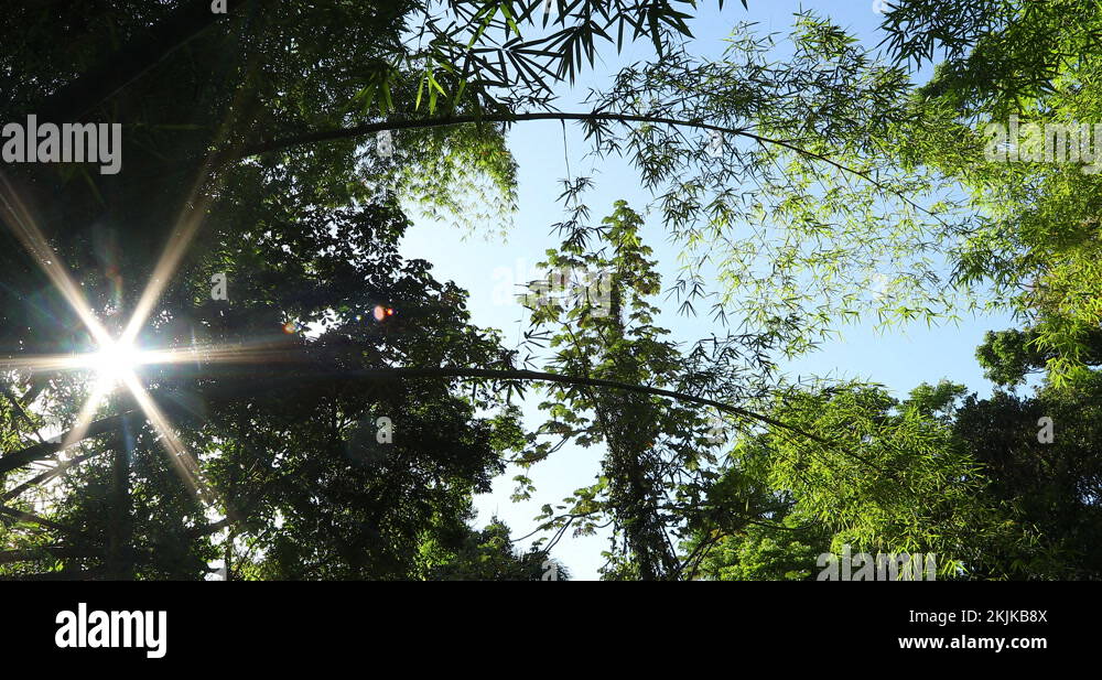 Rainforest puerto rico trees Stock Videos & Footage - HD and 4K Video ...