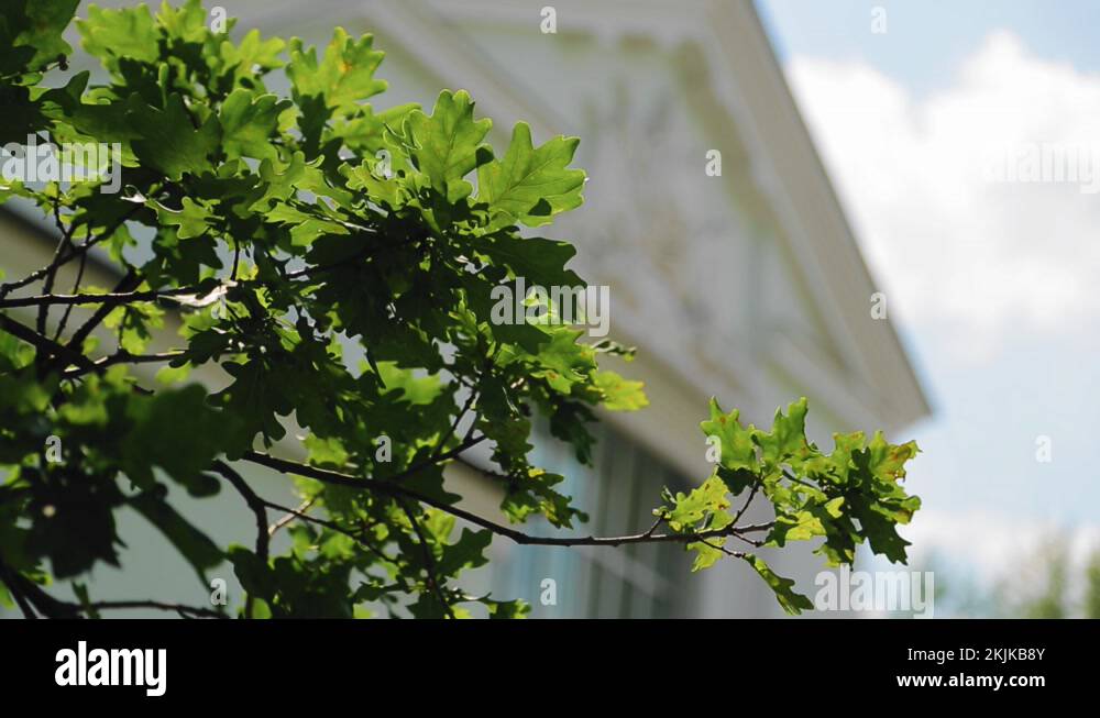 Big tree behind building Stock Videos & Footage - HD and 4K Video Clips ...