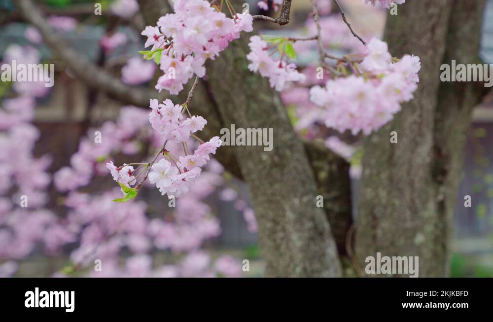 Cherry blossomes concept. Japanese sakura. Hanami Stock Video Footage ...