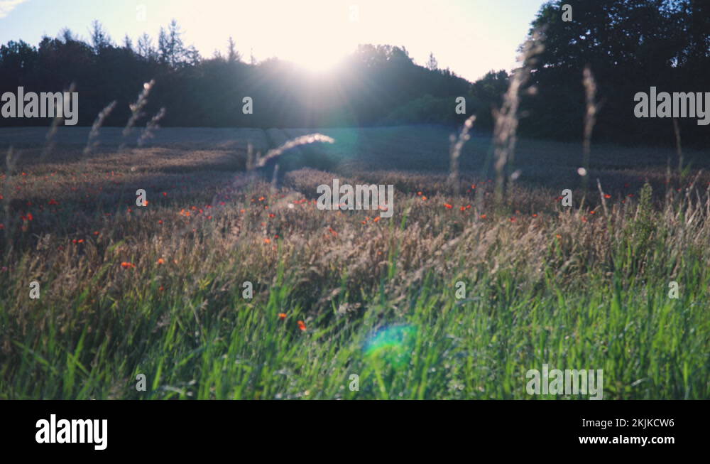 Zoom in to corn poppy inside of wheat field during sunrise, 4k Stock ...