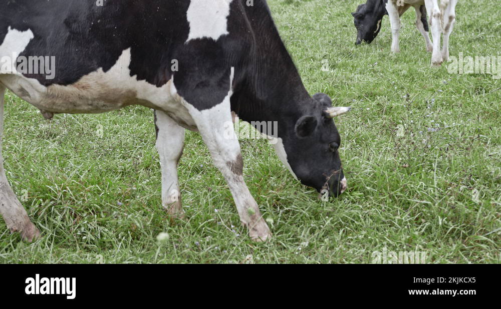 Bull leg Stock Videos & Footage - HD and 4K Video Clips - Alamy