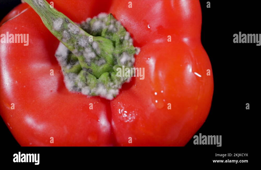 White fluffy mold Stock Videos & Footage - HD and 4K Video Clips - Alamy