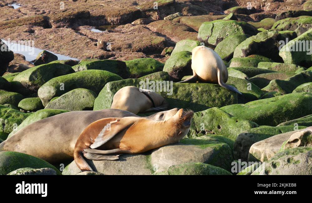 Cute baby cub, sweet sea lion pup and mother. Funny lazy seals, ocean ...