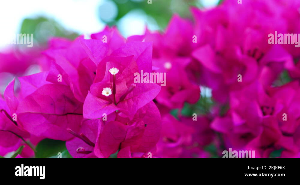 Bouganvilla Stock Videos & Footage - HD and 4K Video Clips - Alamy