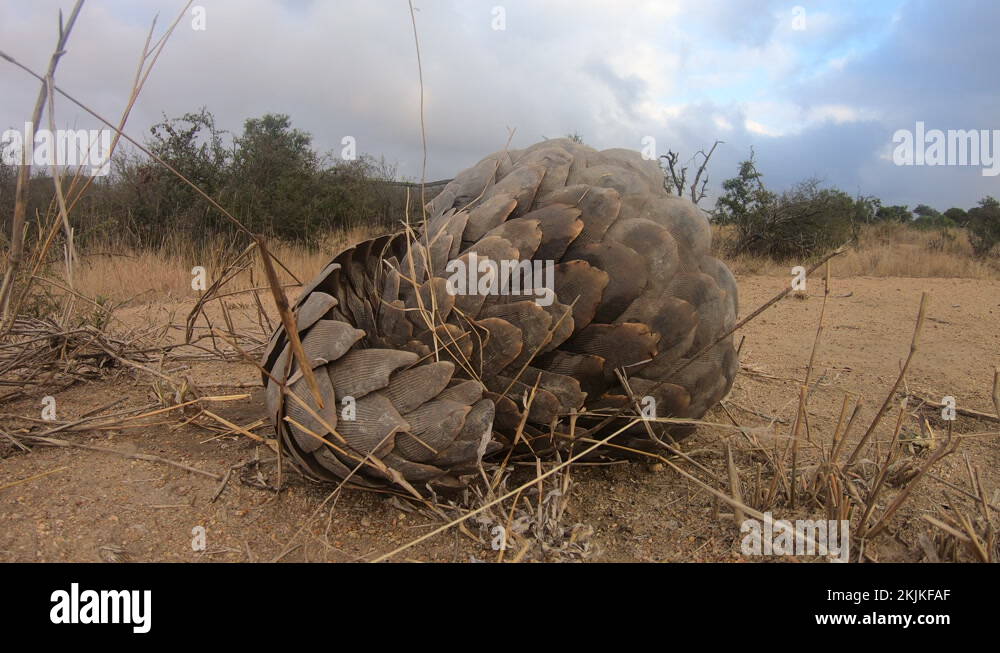 A timid African Pangolin curled up in a ball slowly emerges and walks ...