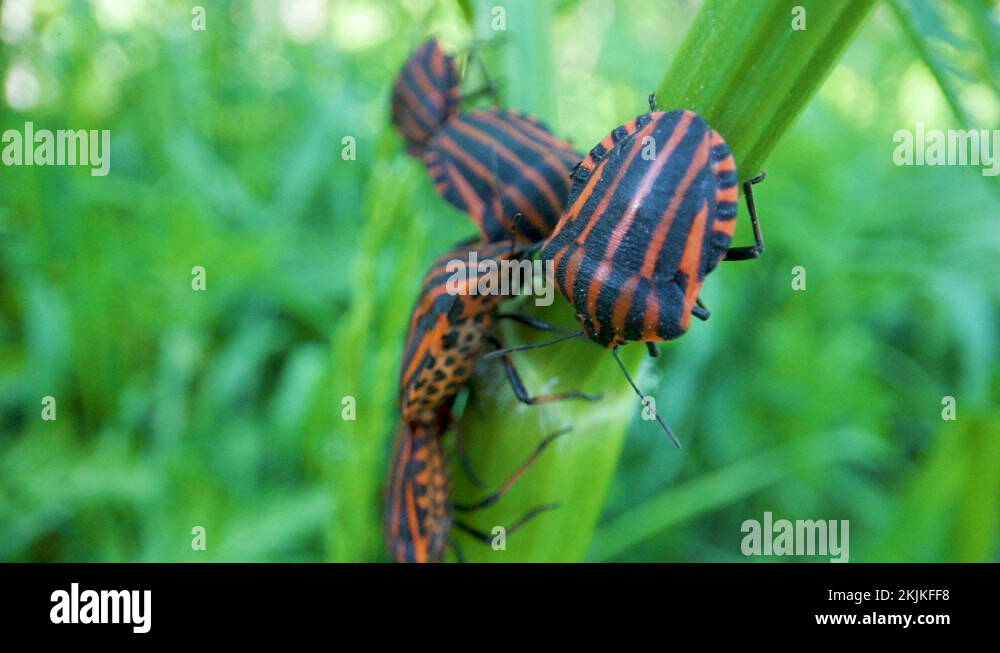 Four beetles Stock Videos & Footage - HD and 4K Video Clips - Alamy