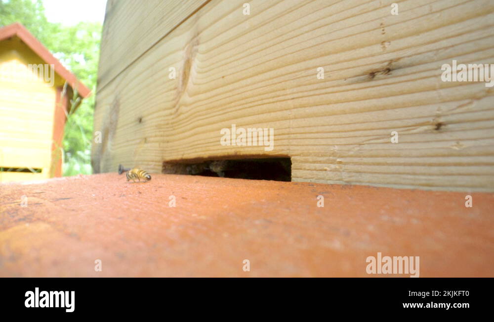 Honey bees flying wall Stock Videos & Footage - HD and 4K Video Clips ...