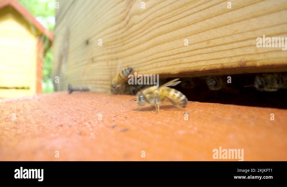 The beehive inside the hole of a small wooden house Stock Video Footage ...