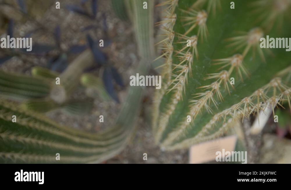 Spikey cactus Stock Videos & Footage - HD and 4K Video Clips - Alamy