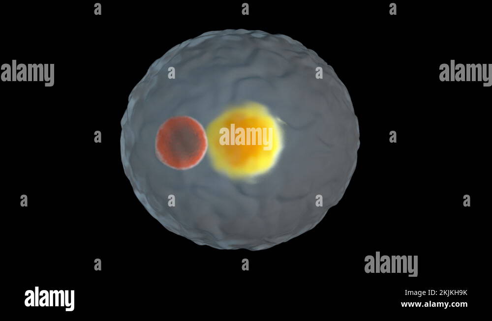 Mitosis in body cells Stock Videos & Footage - HD and 4K Video Clips ...