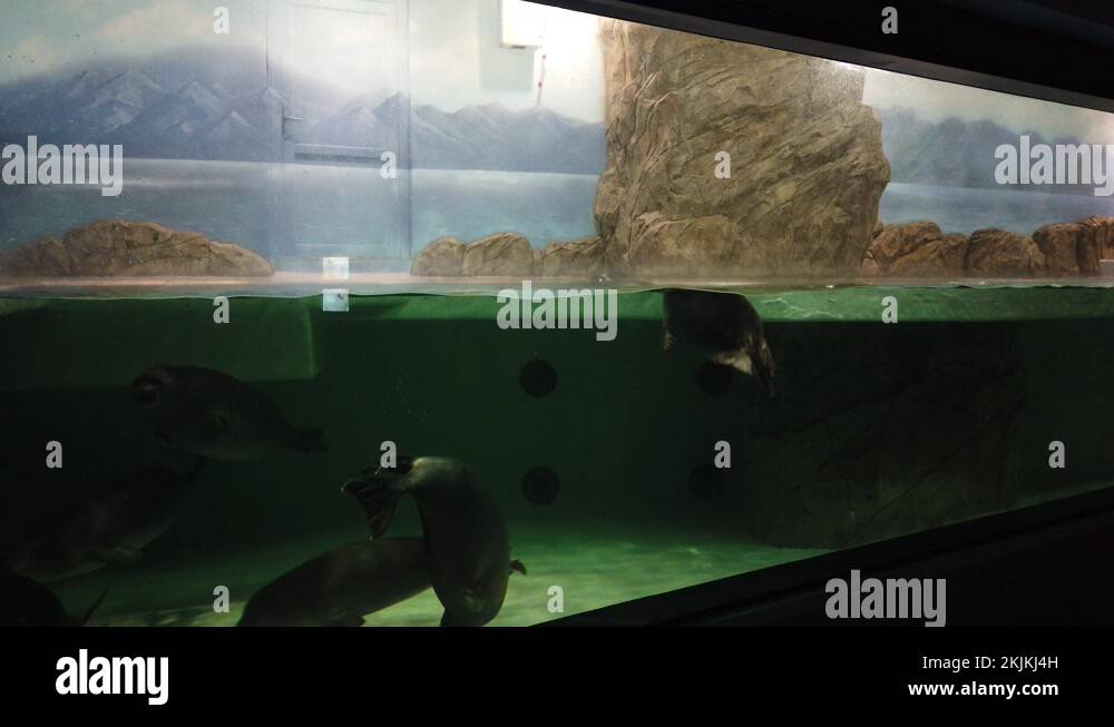 Navy seal in the aquarium, cute Navy seal swims under water Stock Video ...