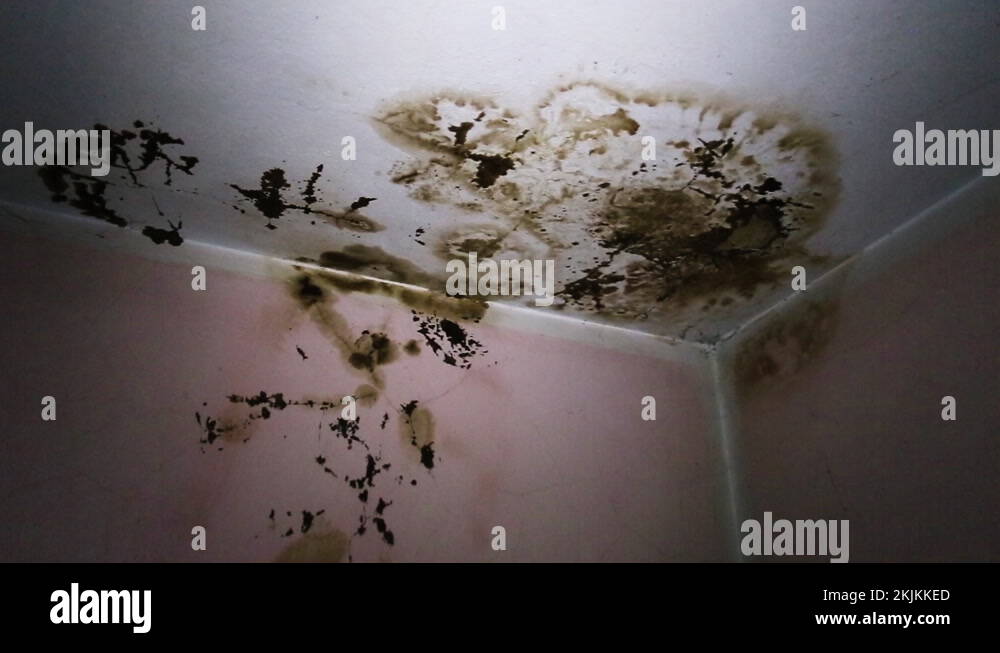 Damp stain house Stock Videos & Footage - HD and 4K Video Clips - Alamy