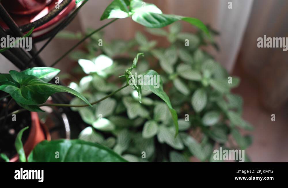 Vegetable plant drawing Stock Videos & Footage - HD and 4K Video Clips ...