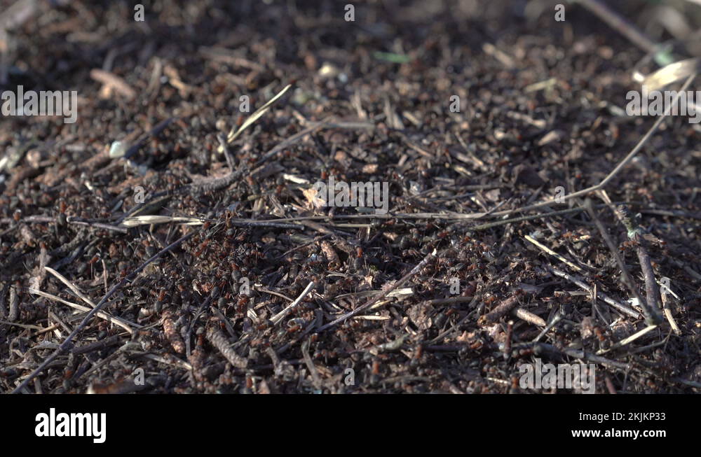 Ant hill side view Stock Videos & Footage - HD and 4K Video Clips - Alamy