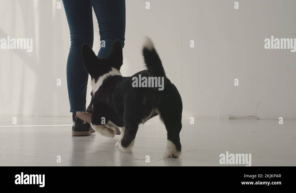 Back and white welsh corgi Stock Videos & Footage - HD and 4K Video ...