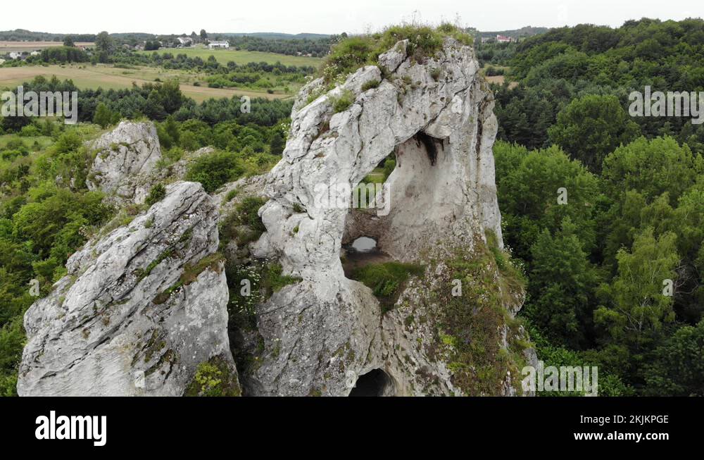 Jurassic background forest Stock Videos & Footage - HD and 4K Video ...
