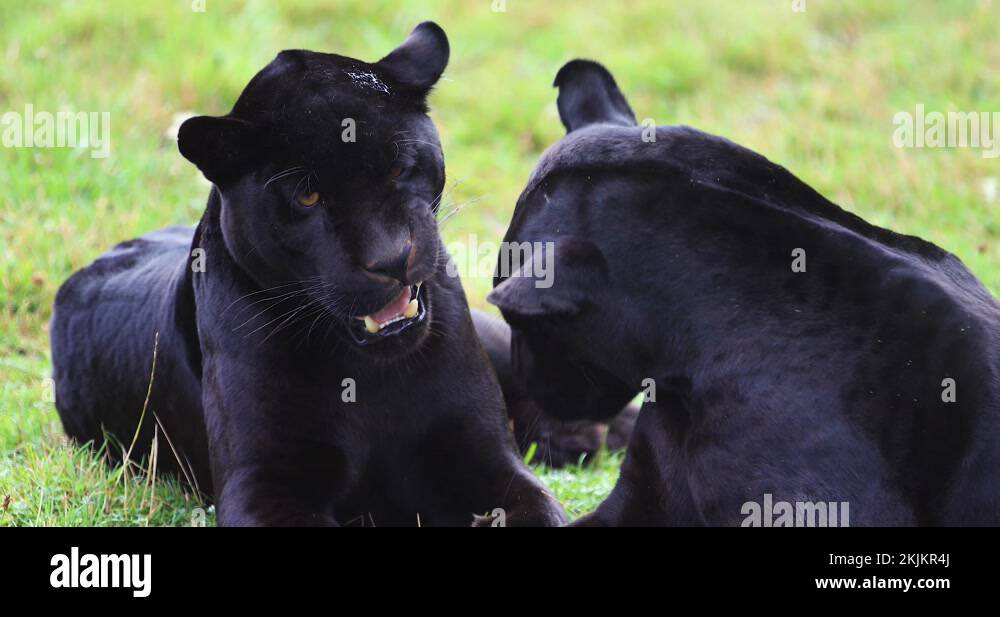 Two Black panther in the forest Stock Video Footage - Alamy