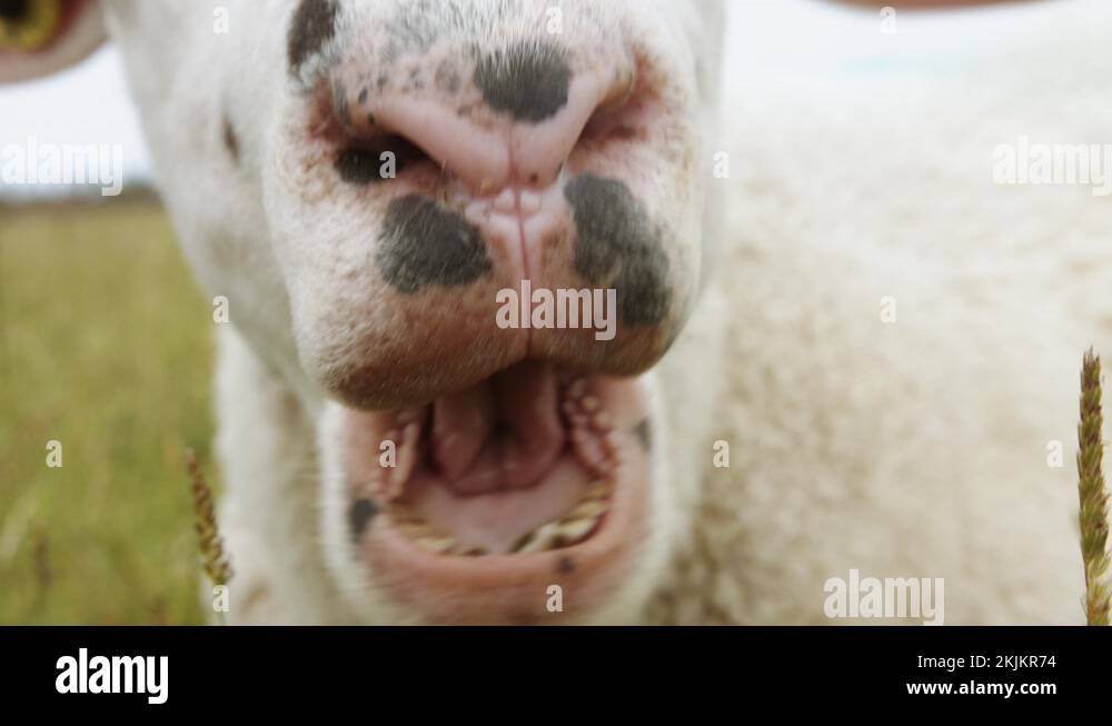 Sheep muzzle Stock Videos & Footage - HD and 4K Video Clips - Alamy