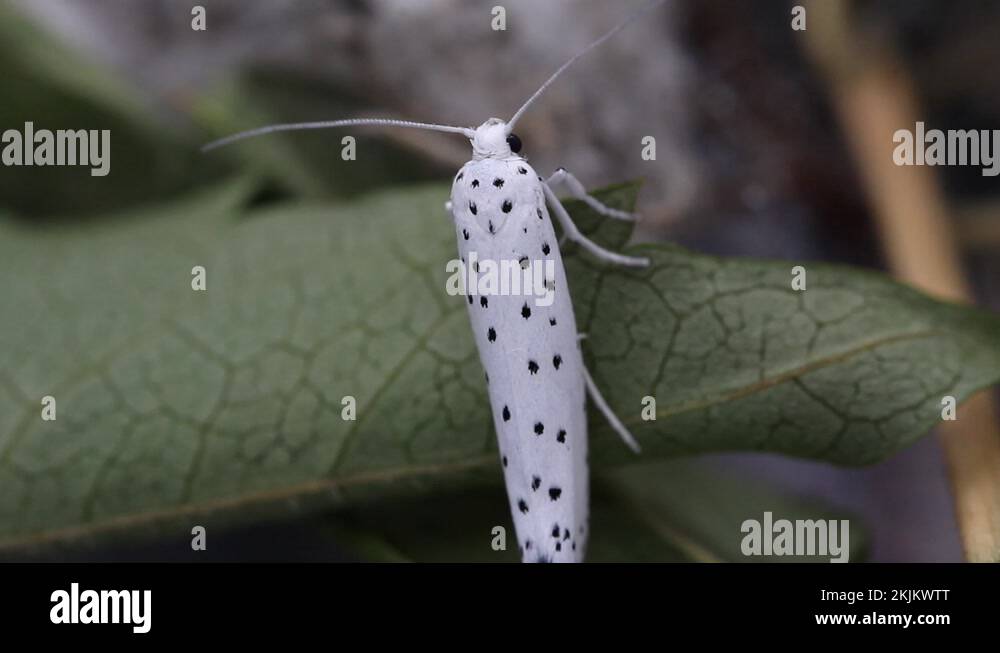 Ermine moth Stock Videos & Footage - HD and 4K Video Clips - Alamy