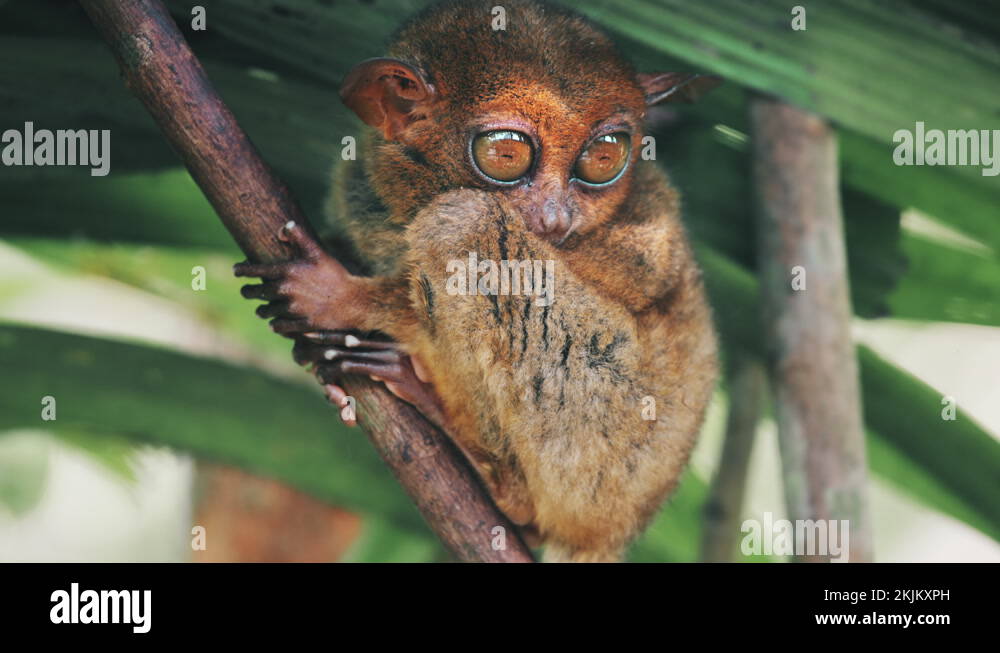 Primate eyes Stock Videos & Footage - HD and 4K Video Clips - Alamy