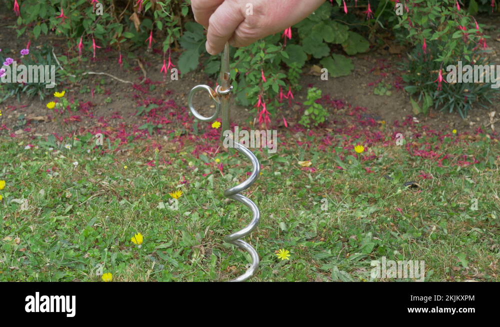Man’s hands screwing an animal tether into the ground, then attaching a ...