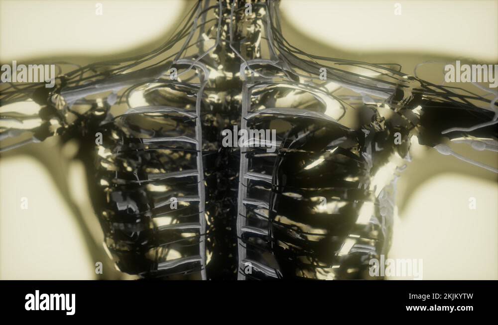 inspection of blood in the blood vessels of the circulatory system ...