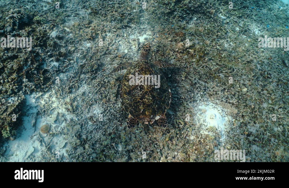 Sea turtle swimming at bottom of sea on coral reefs. Green tropical ...