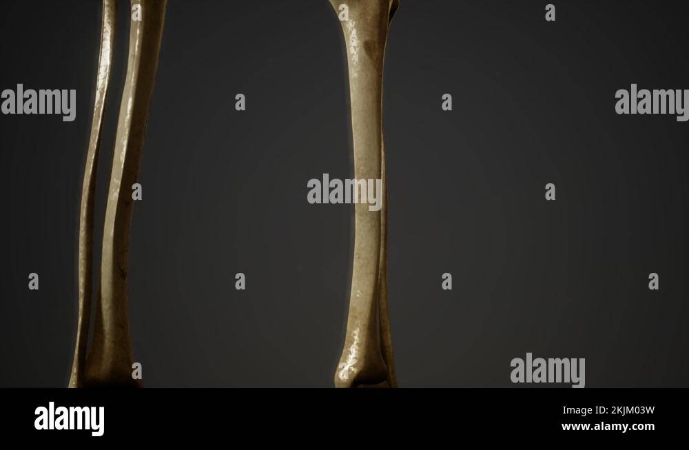 Physiology science skeletal skeleton Stock Videos & Footage - HD and 4K ...