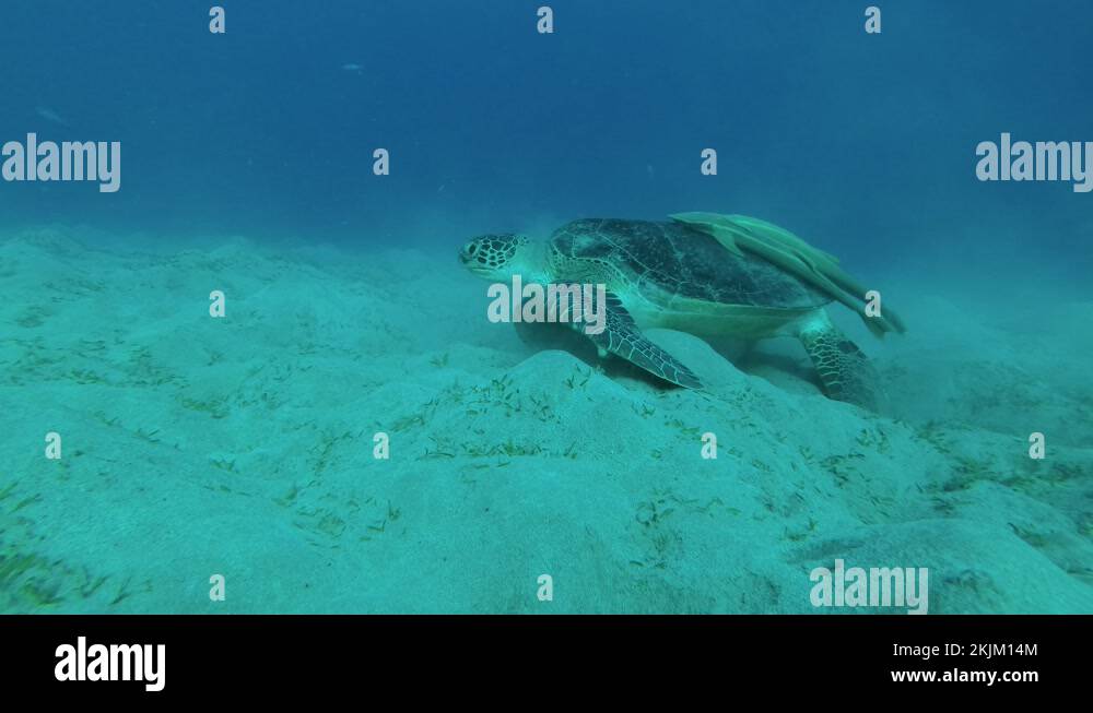 Great Green Sea Turtle (Chelonia mydas) with Remora fish (Echeneis ...