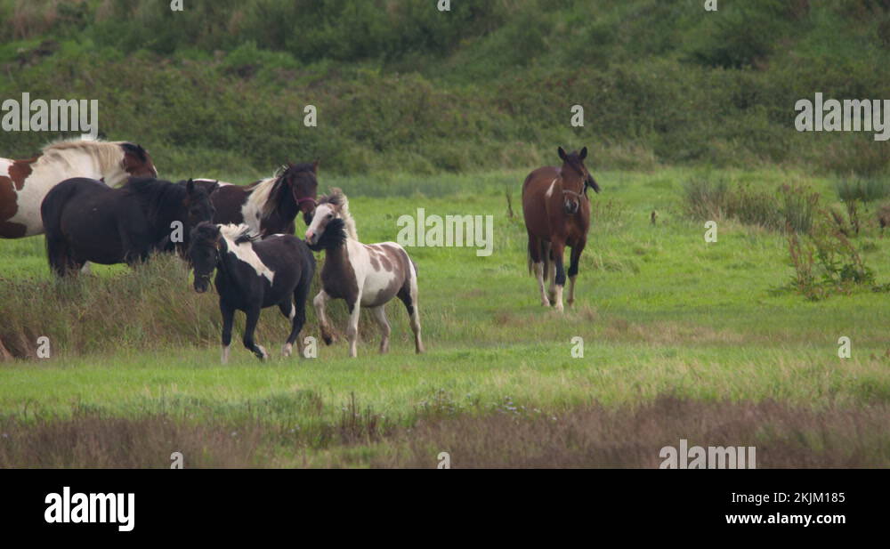 Happy pony Stock Videos & Footage - HD and 4K Video Clips - Alamy