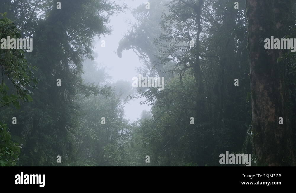 Asian tropical rainforest. Jungle old green tree in Doi Inthanon ...
