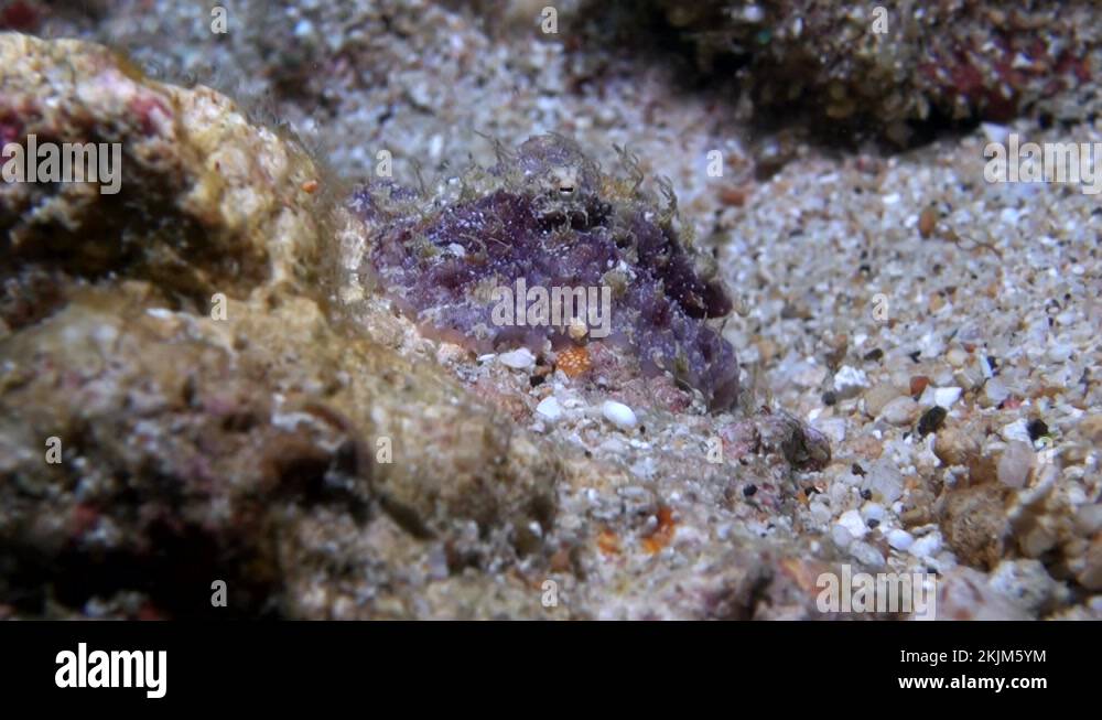 Rare cephalopod Stock Videos & Footage - HD and 4K Video Clips - Alamy