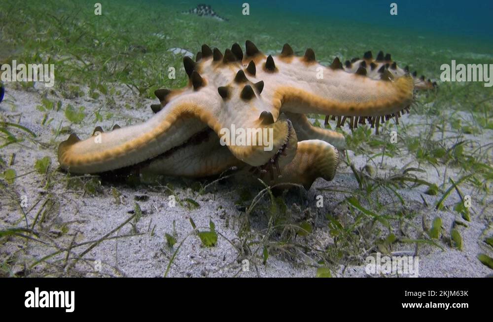 Chocolate Chip Sea Star (Protoreaster nodosus) In Motion - Philippines ...