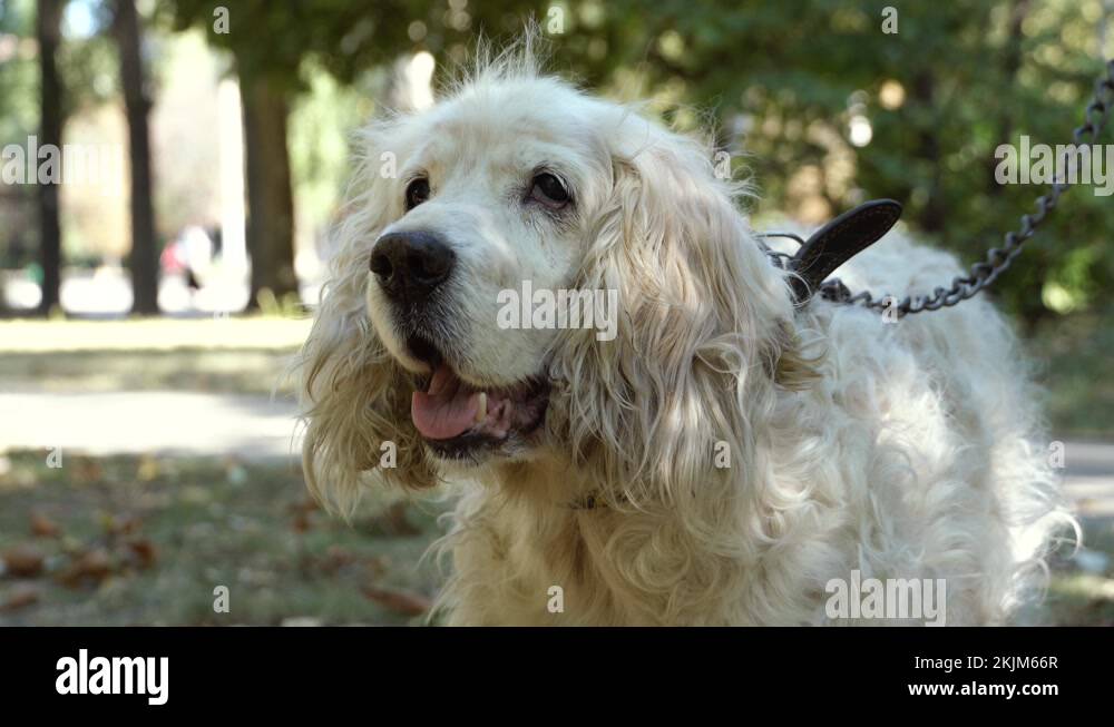 Old english cocker spaniel Stock Videos & Footage - HD and 4K Video ...