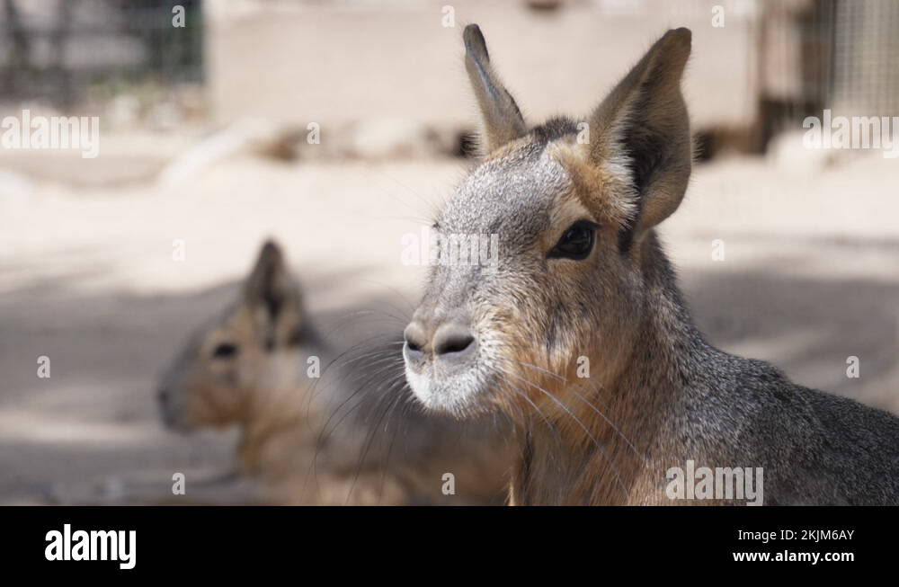 Rabbit patagonia Stock Videos & Footage - HD and 4K Video Clips - Alamy