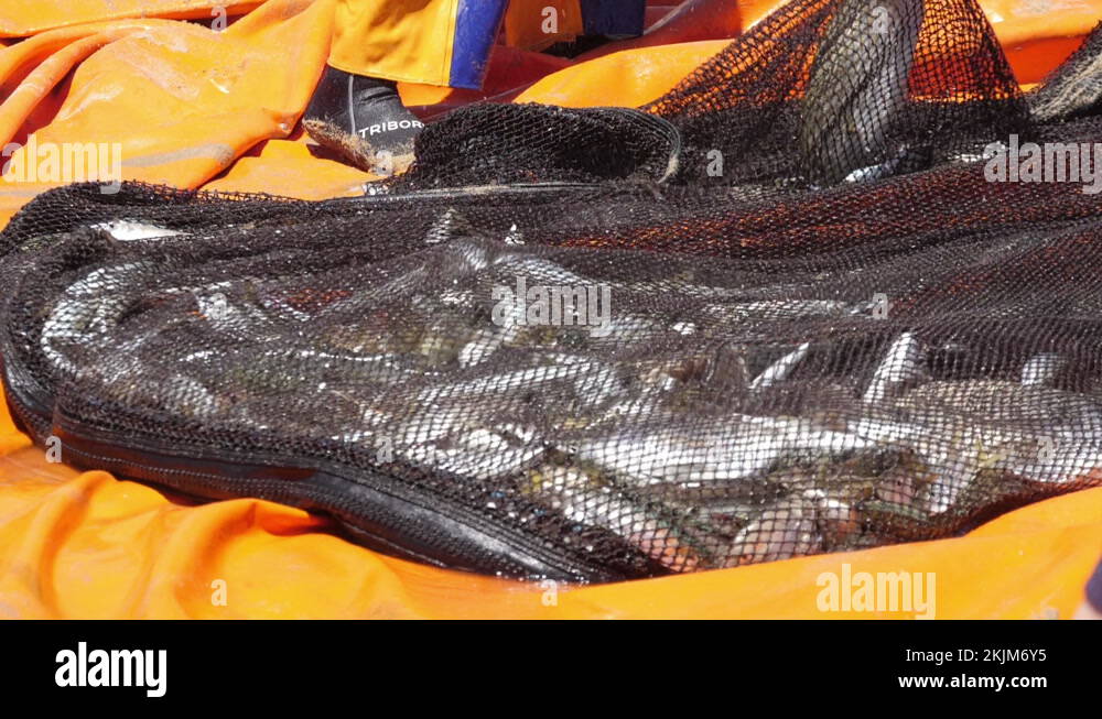 Catching fish with net Stock Videos & Footage - HD and 4K Video Clips ...