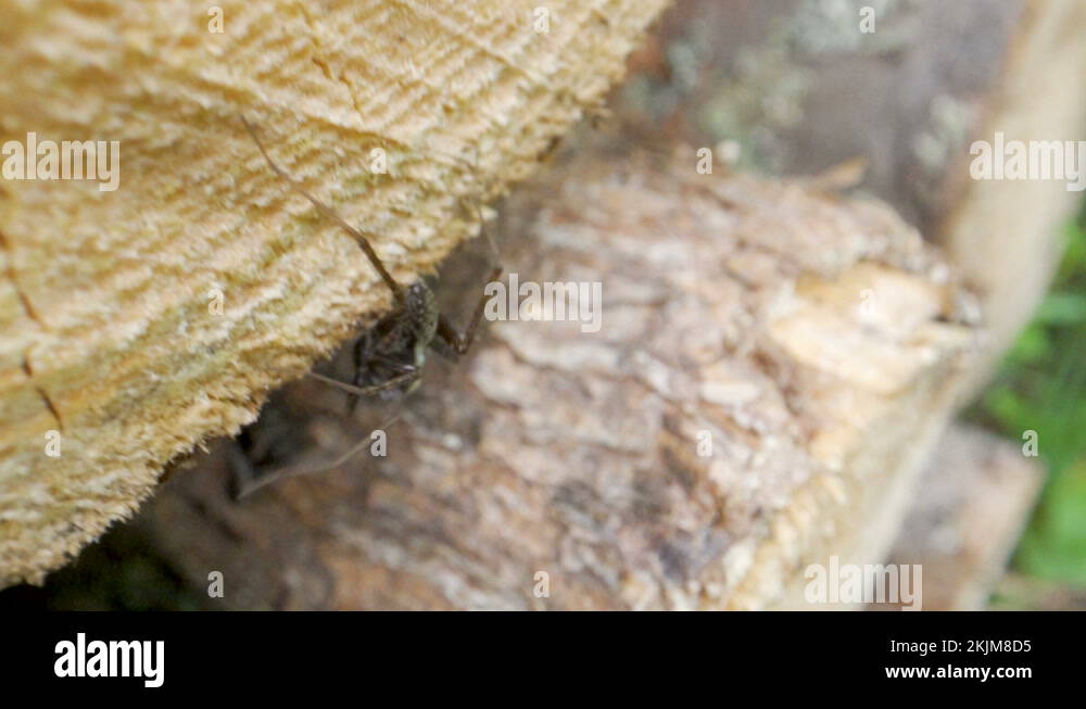 Tiny spiders Stock Videos & Footage - HD and 4K Video Clips - Alamy
