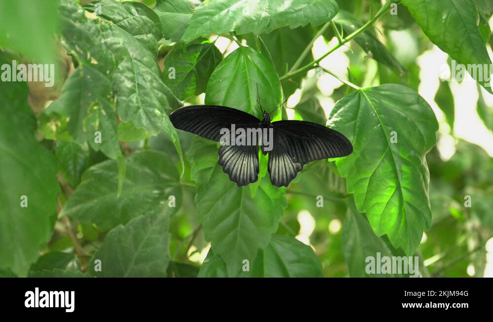 Butterfly species of asia Stock Videos & Footage - HD and 4K Video ...