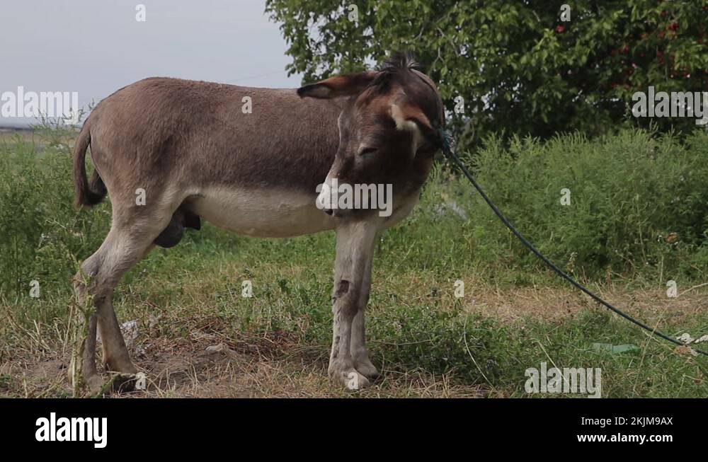 Donkey tree Stock Videos & Footage - HD and 4K Video Clips - Alamy