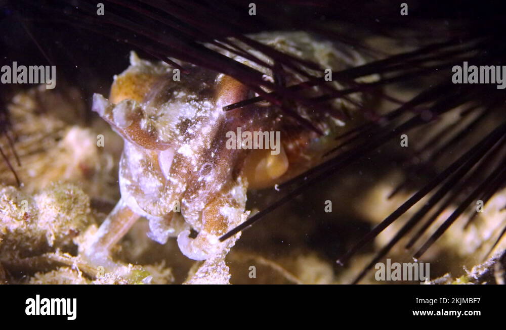Tiny cuttlefish Stock Videos & Footage - HD and 4K Video Clips - Alamy