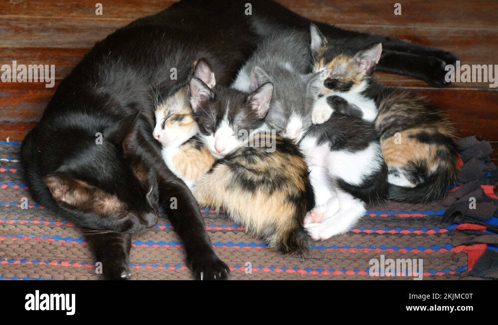 Feline cat family Stock Videos & Footage - HD and 4K Video Clips - Alamy