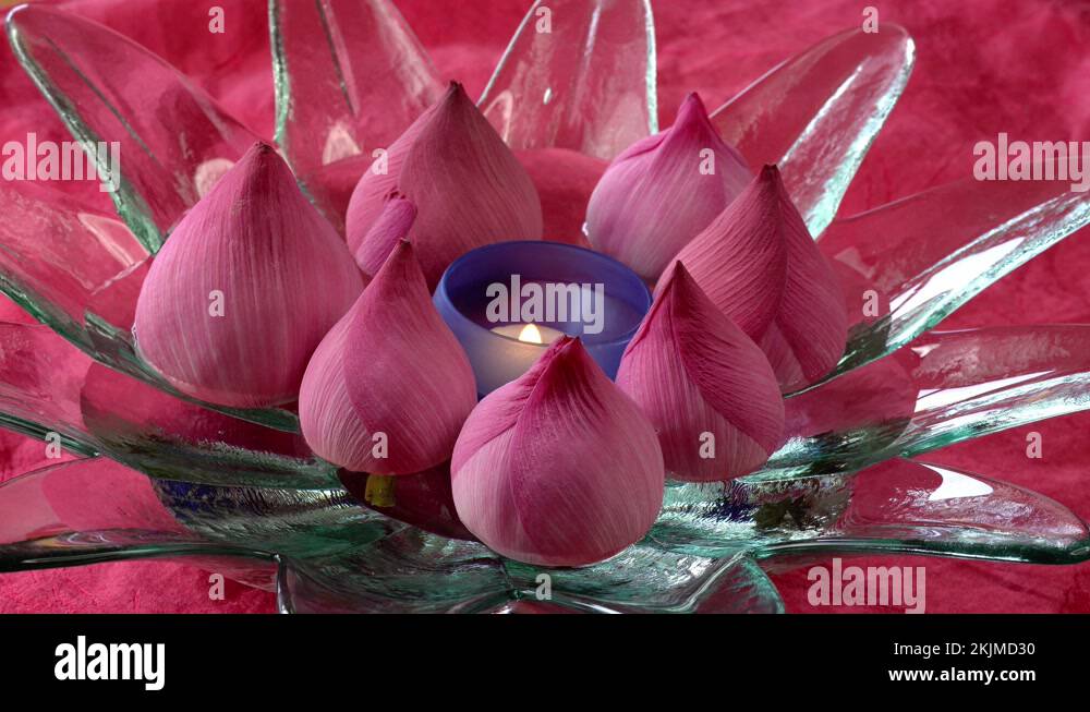 Pink Lotus flower Petals, seven Closed buds and candle floating on ...