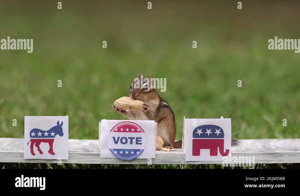 Chipmunk VOTE booth blur fade beg and end Stock Video Footage - Alamy