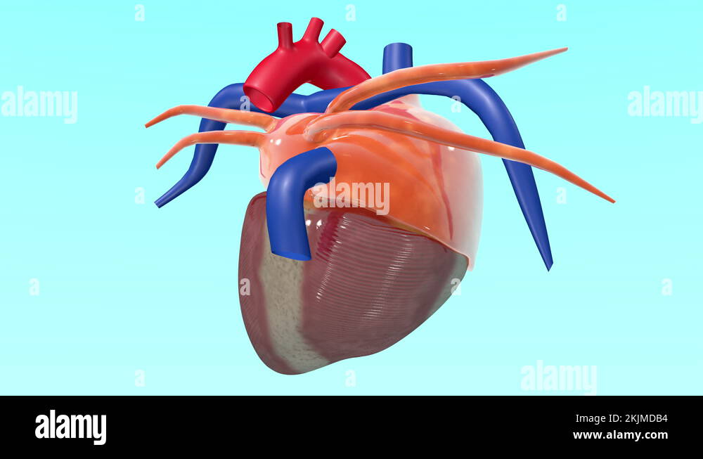 Realistic 3D animated pulsating Heart Beat pumping action with rotation ...