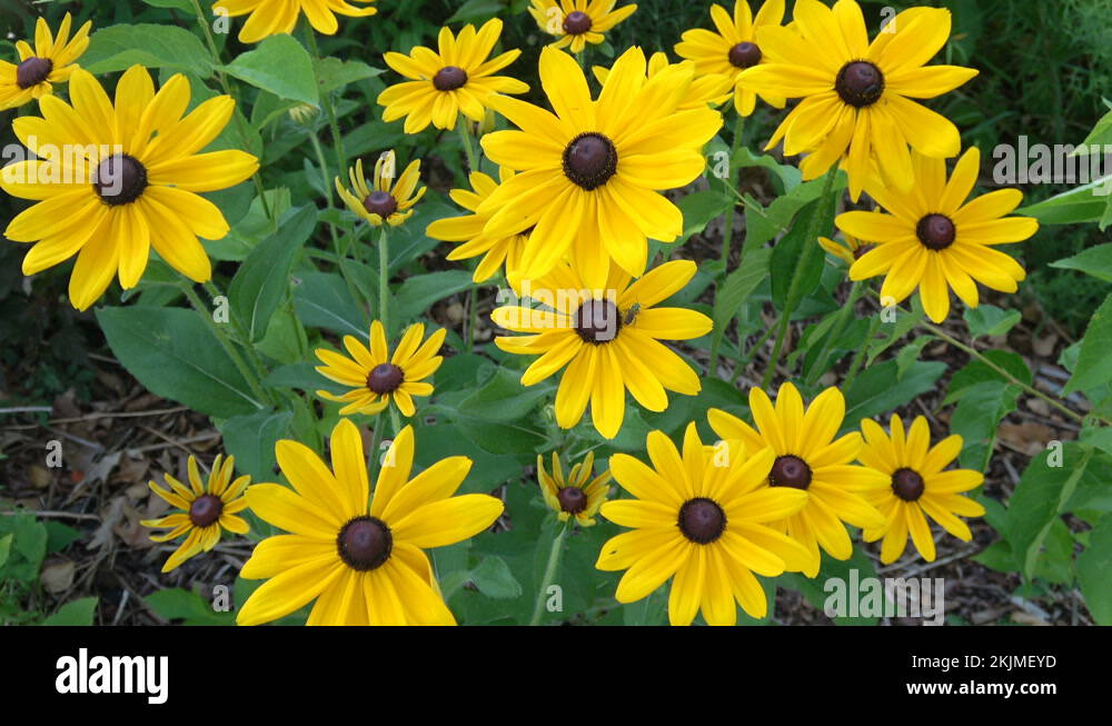 Coneflowers garden Stock Videos & Footage - HD and 4K Video Clips - Alamy